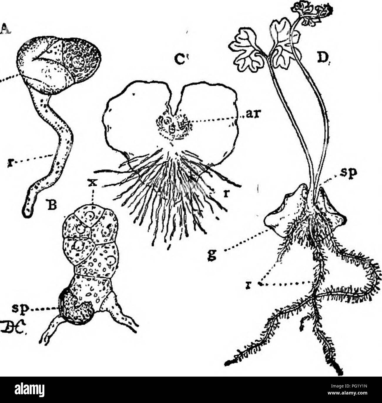 The lecture discusses the evolution of plants, from simple green algae ...