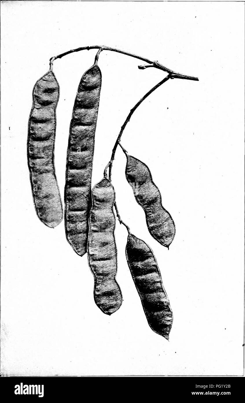 This popular guide focuses on native trees of North America, offering ...