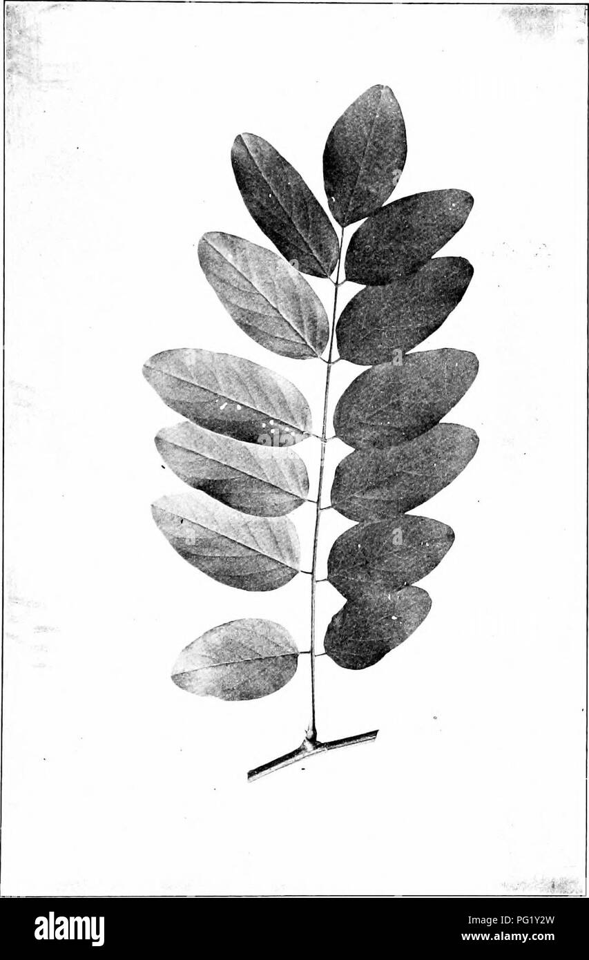 This book provides a detailed guide to identifying native trees ...