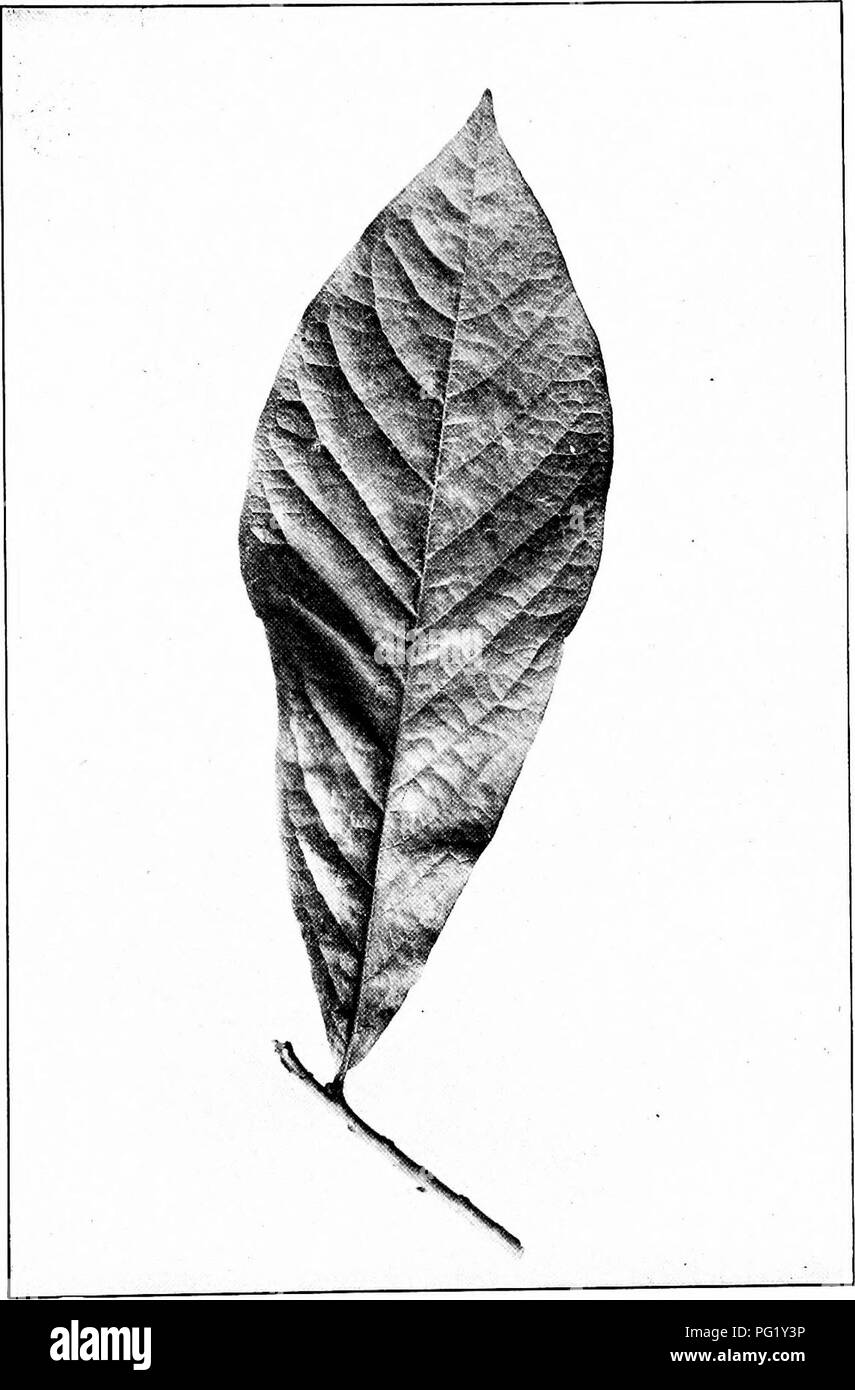 This guide offers a detailed study of native trees in North America ...