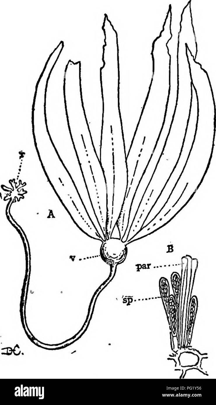 Macrocytis hi-res stock photography and images - Alamy