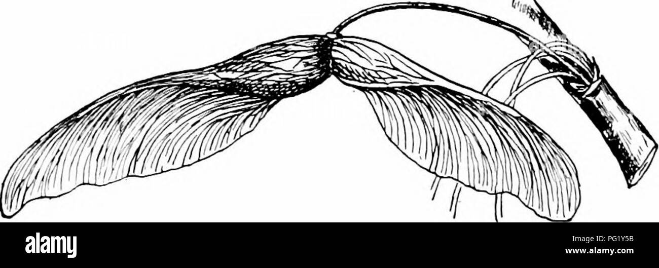 Drooping tree branches sway in hi-res stock photography and images - Alamy