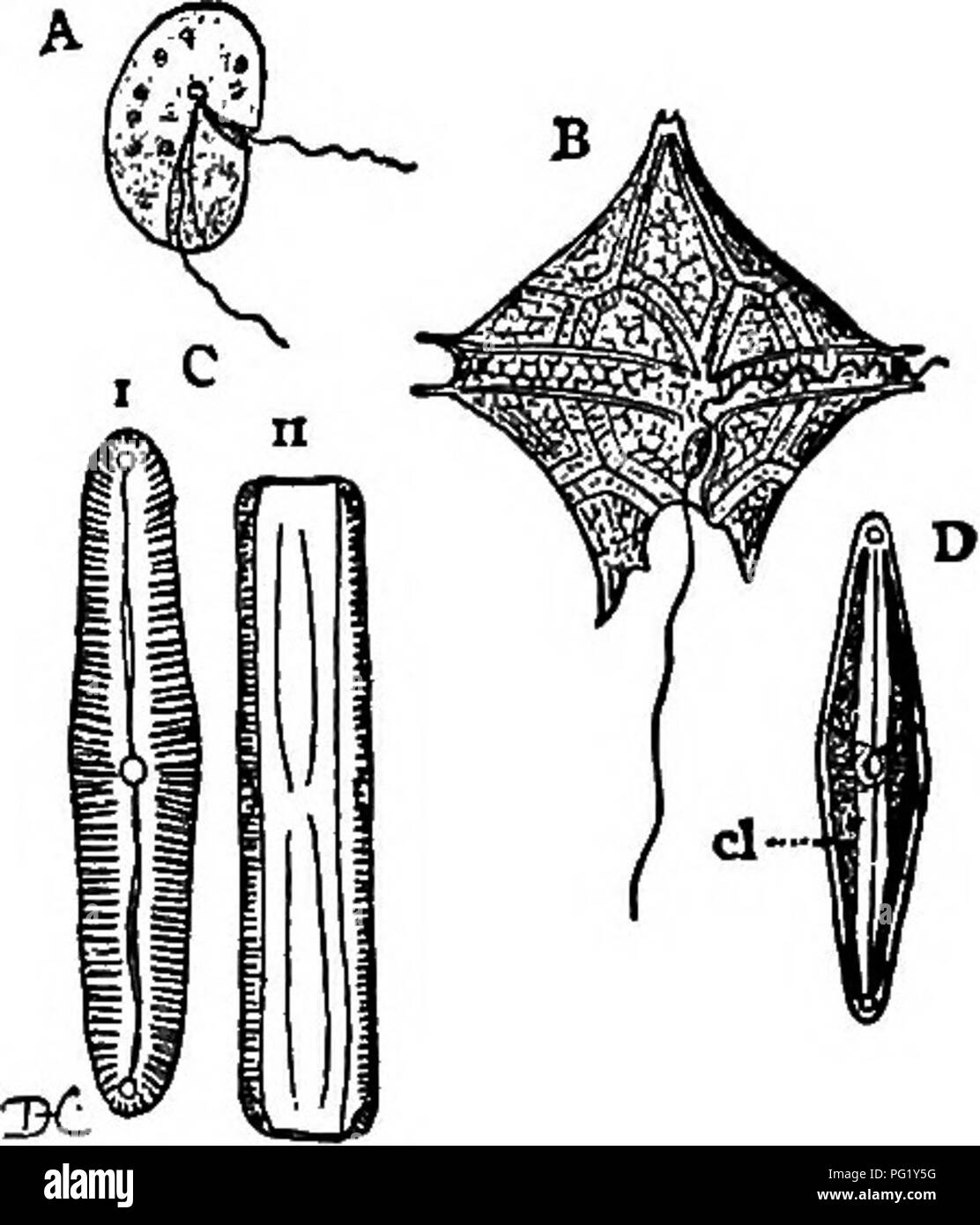 Diatoms Black and White Stock Photos & Images - Alamy