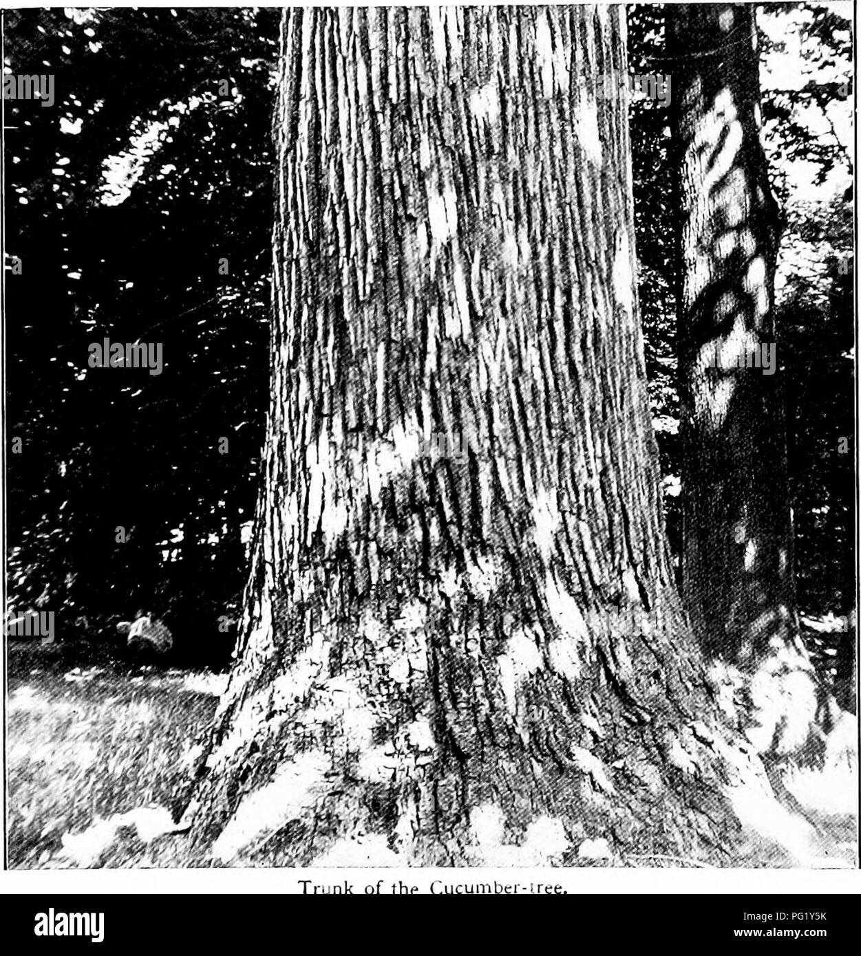 . Our native trees and how to identify them; a popular study of their ...