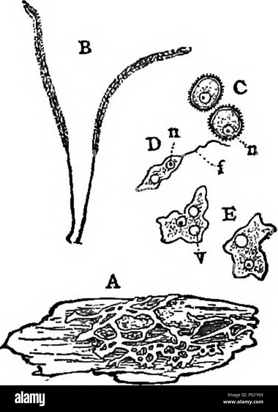 This image from 'Lectures on the Evolution of Plants' depicts the ...