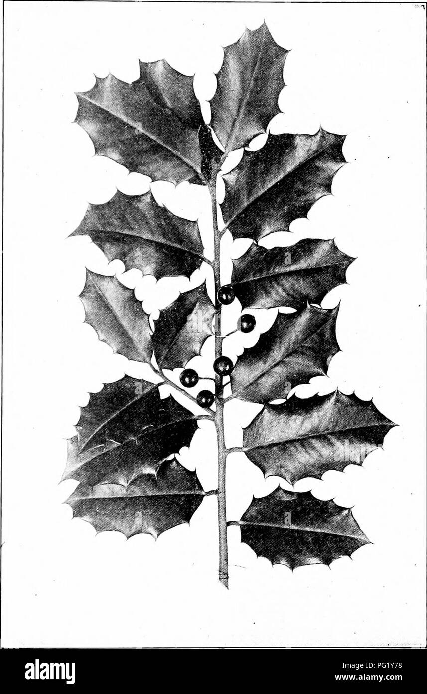 This book provides a comprehensive guide to identifying native trees ...