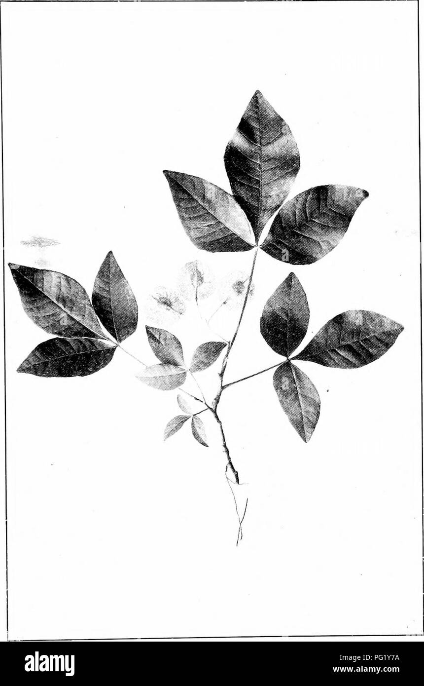 This illustration from Harriet L. Keeler's 'Our Native Trees' depicts ...