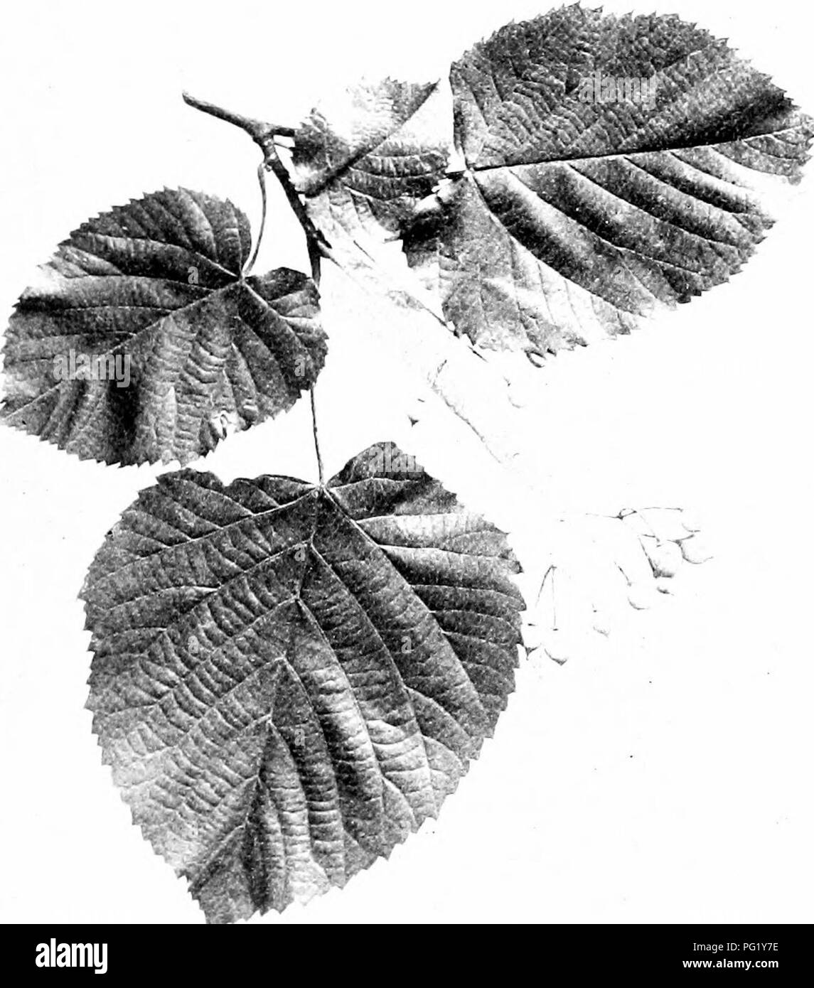 This guide provides an accessible introduction to identifying native ...