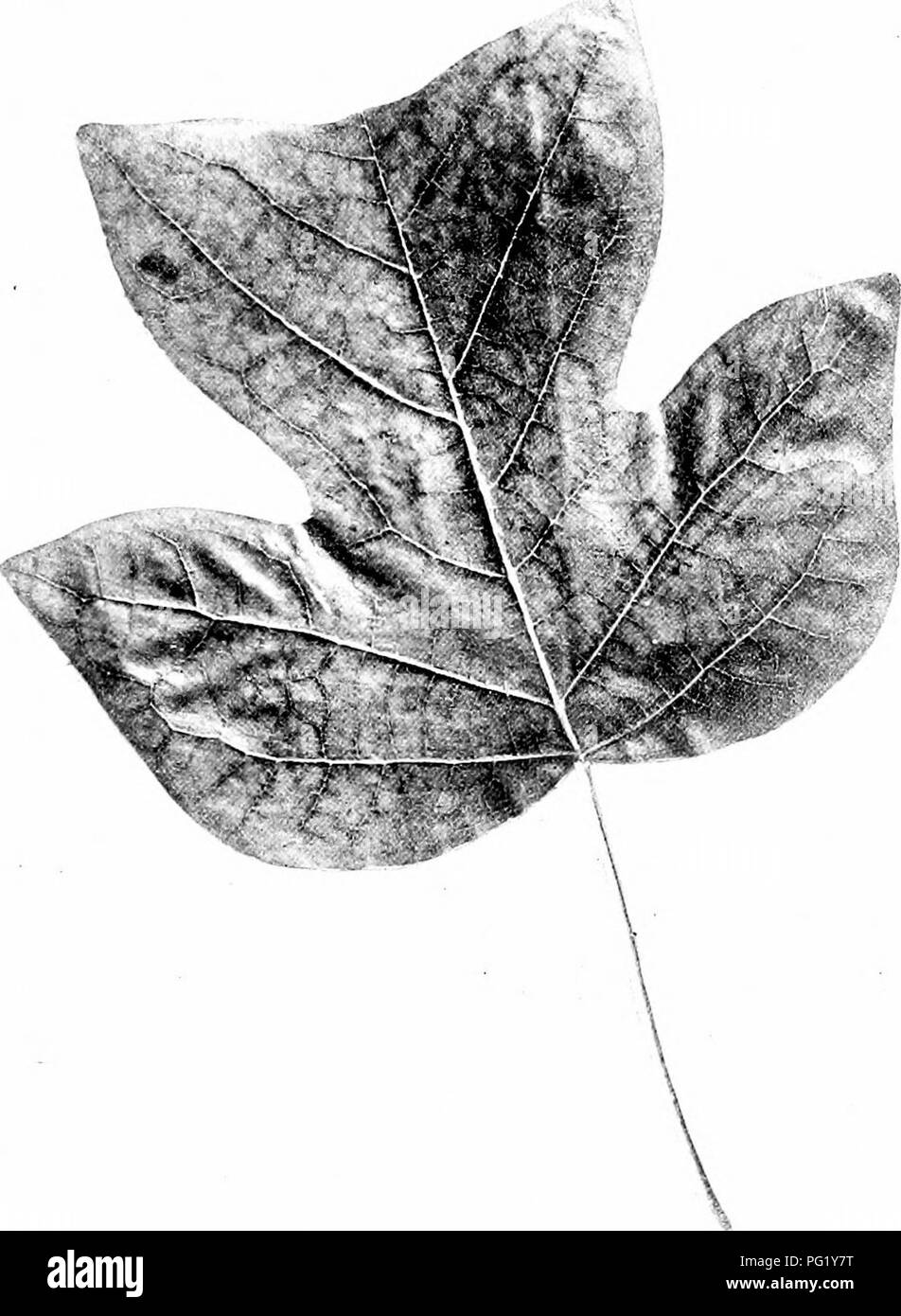 This guide provides a detailed look at native tree species in North ...