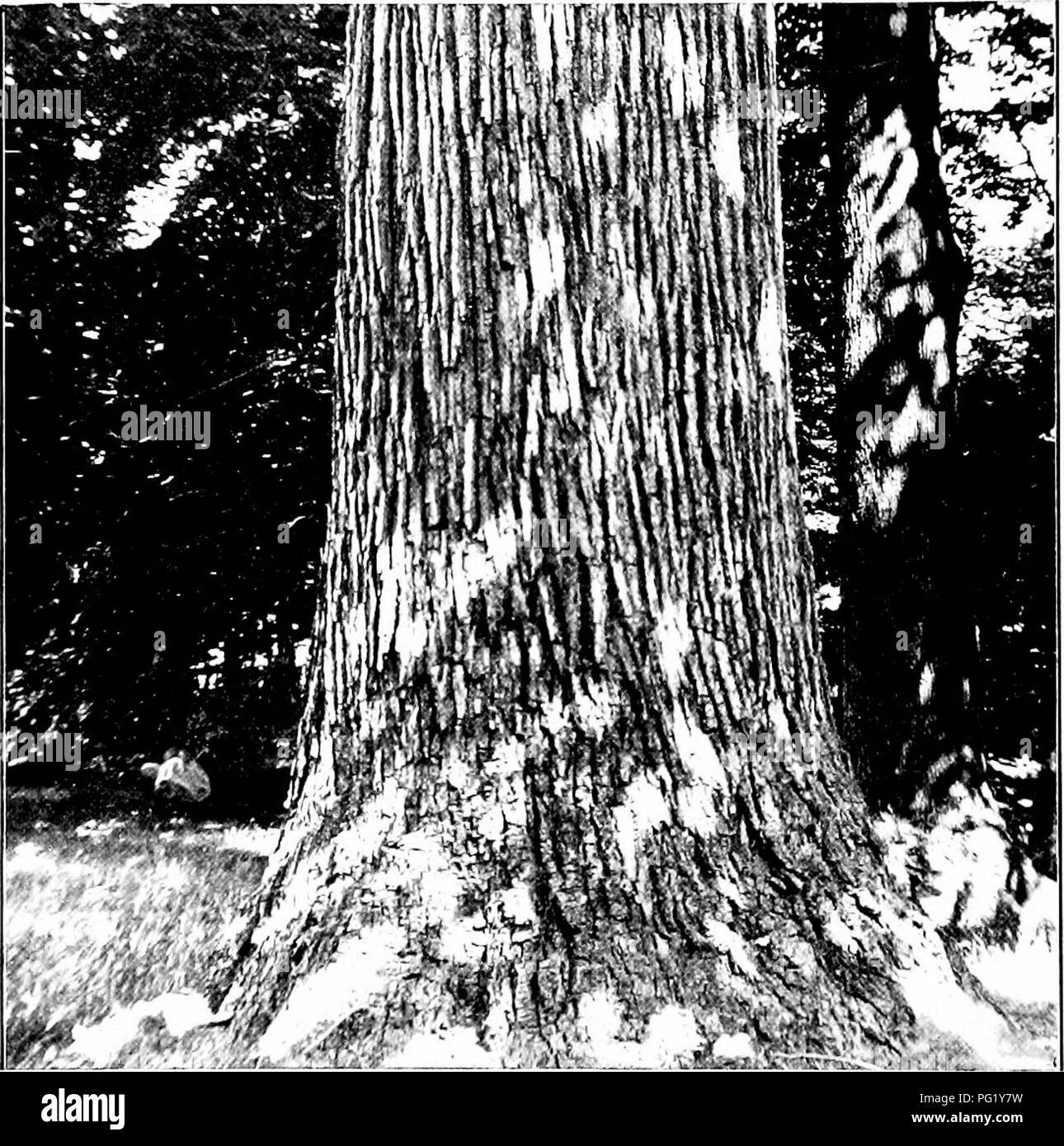. Our native trees and how to identify them; a popular study of their ...