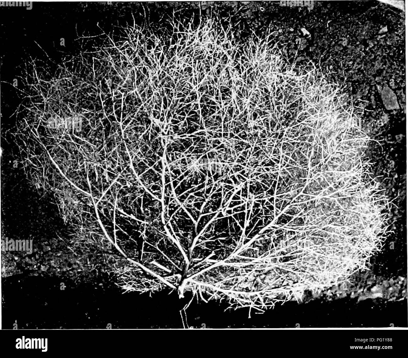 This illustration depicts seed dispersal mechanisms in plants such as ...