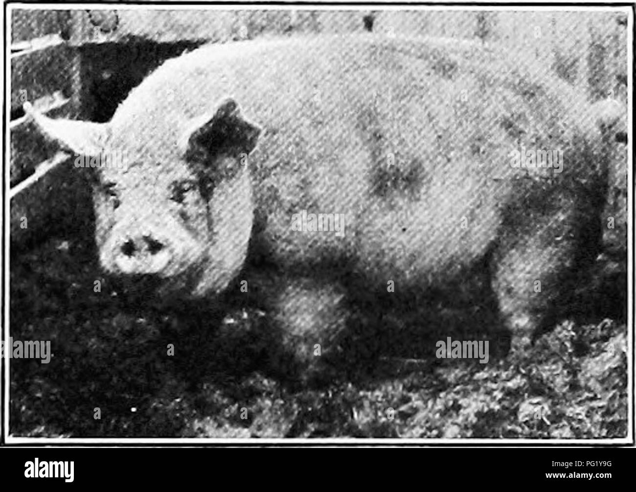 She hog hi-res stock photography and images - Alamy