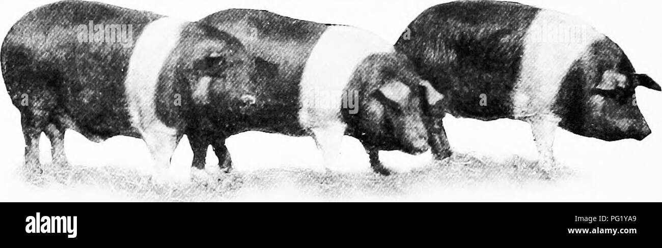 Sheep mating Black and White Stock Photos & Images - Alamy