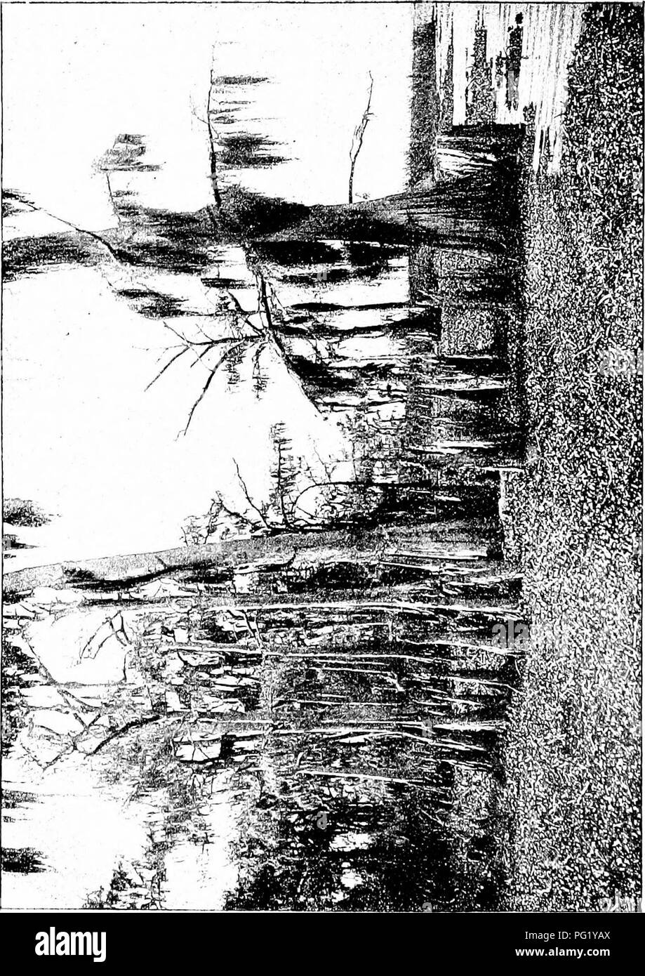 An introductory botany text by John Merle Coulter, exploring basic ...