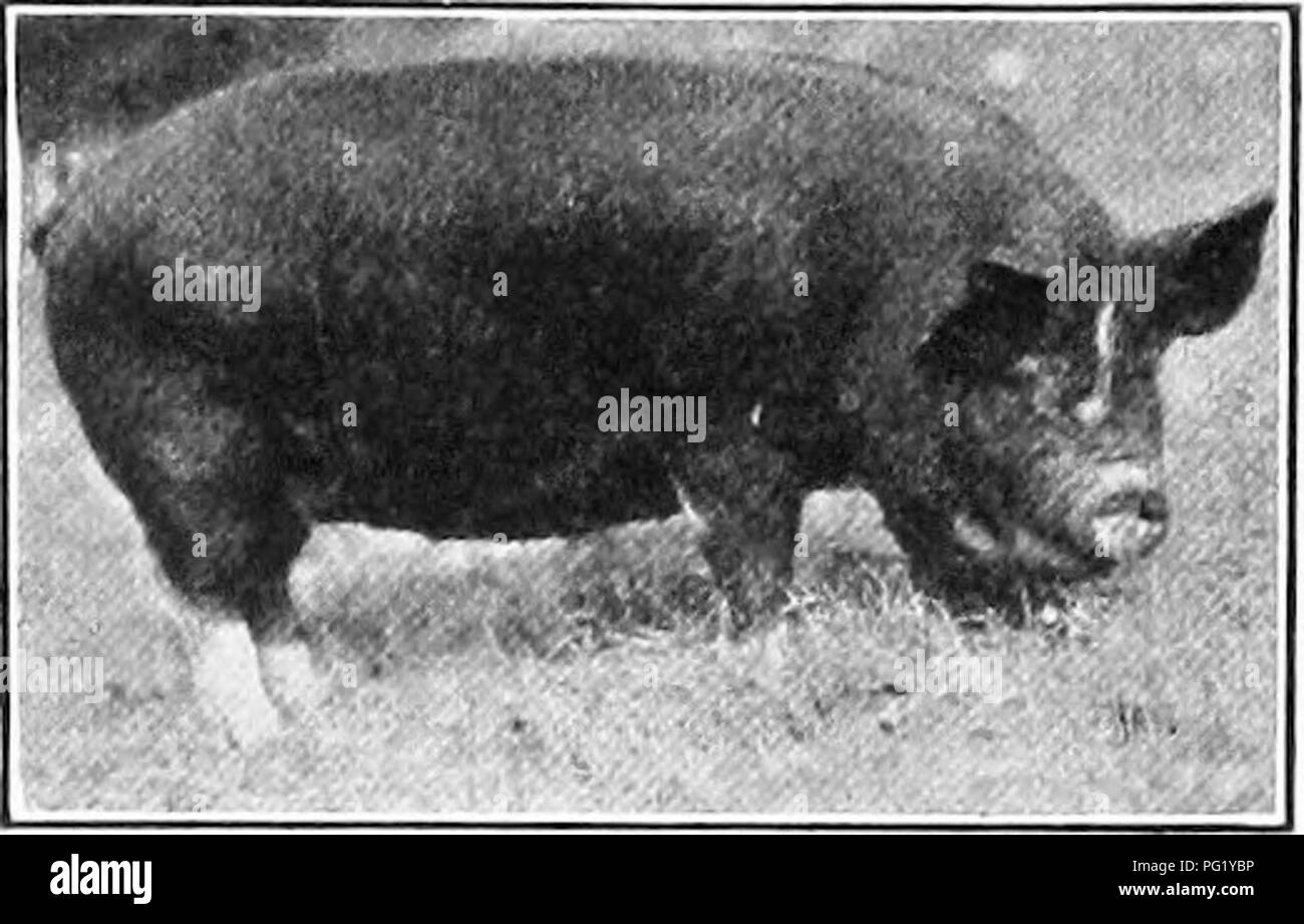 This manual offers practical advice on the selection, breeding, and ...