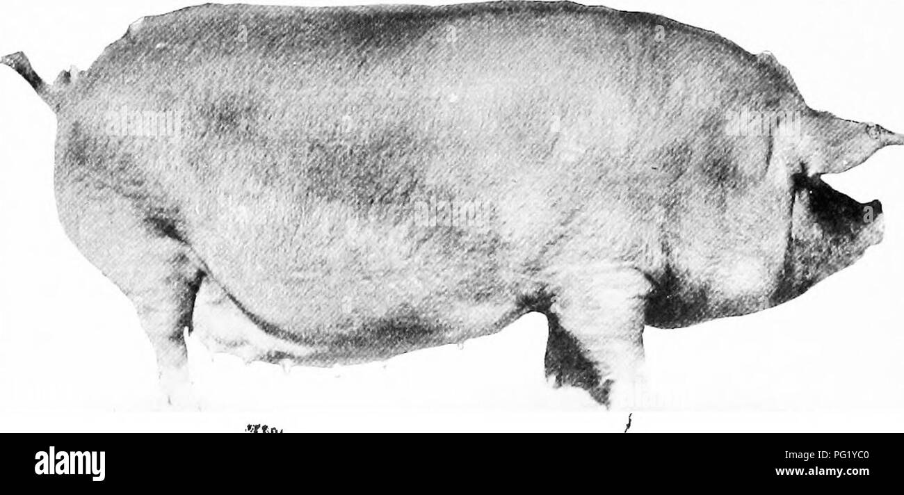 Sow breeding Black and White Stock Photos & Images - Alamy