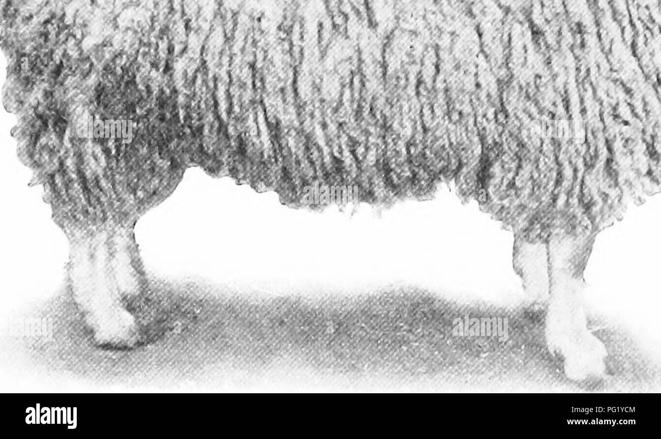 On pasture in high Black and White Stock Photos & Images - Alamy