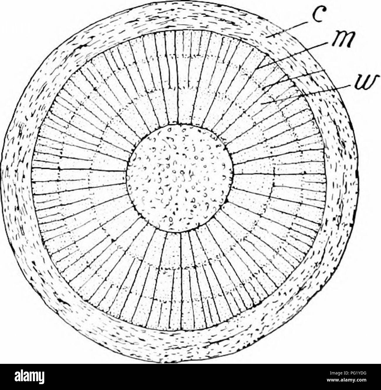 Parts of the cortex Black and White Stock Photos & Images - Alamy