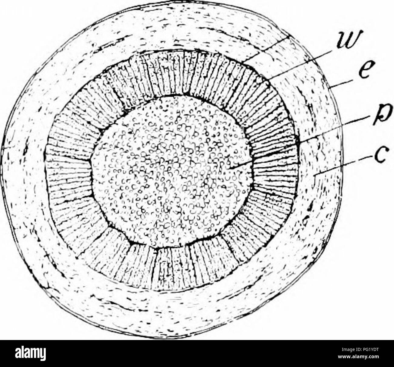 This elementary botany textbook focuses on plant anatomy, specifically ...