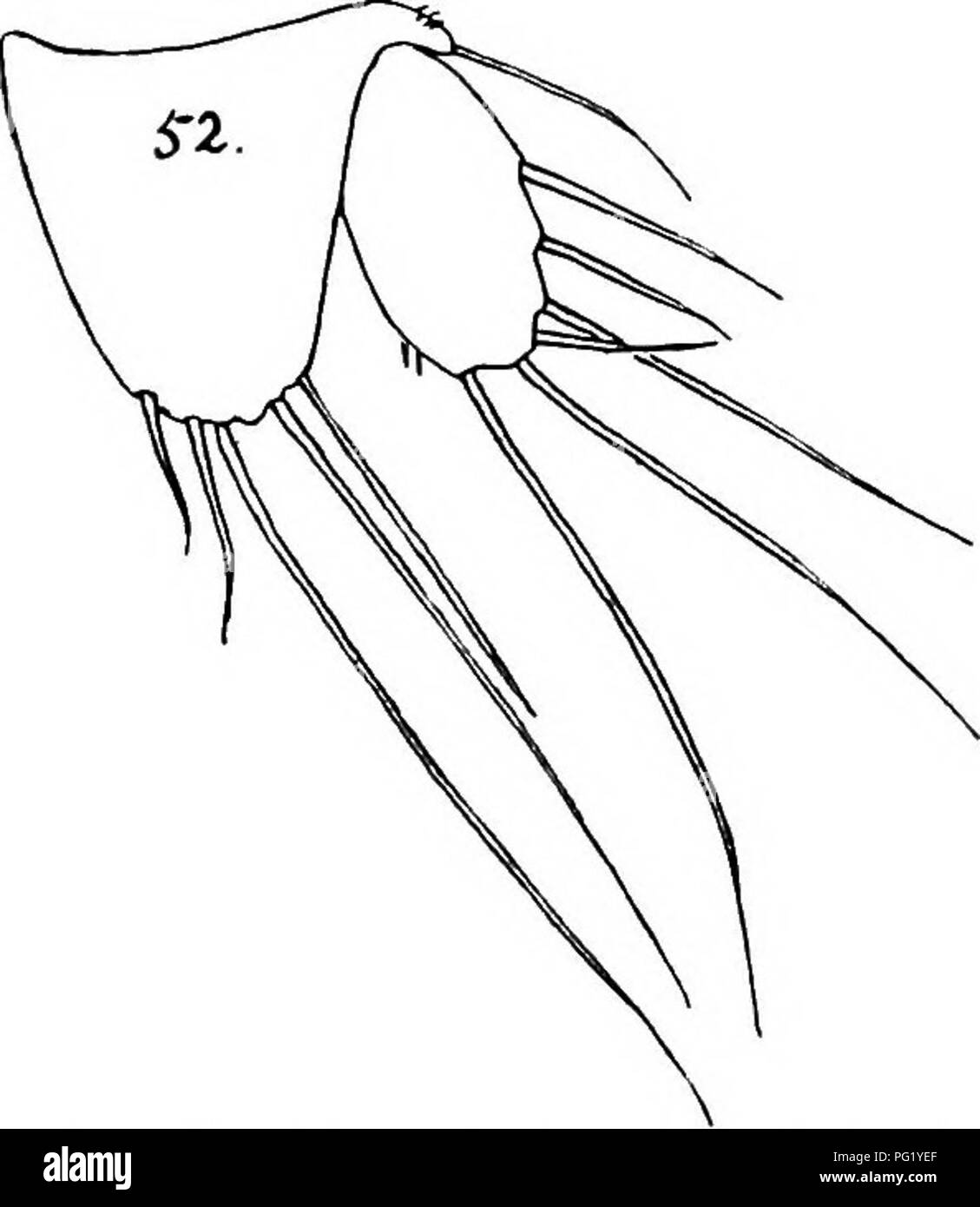 This report from the Canadian Arctic Expedition details the study of ...