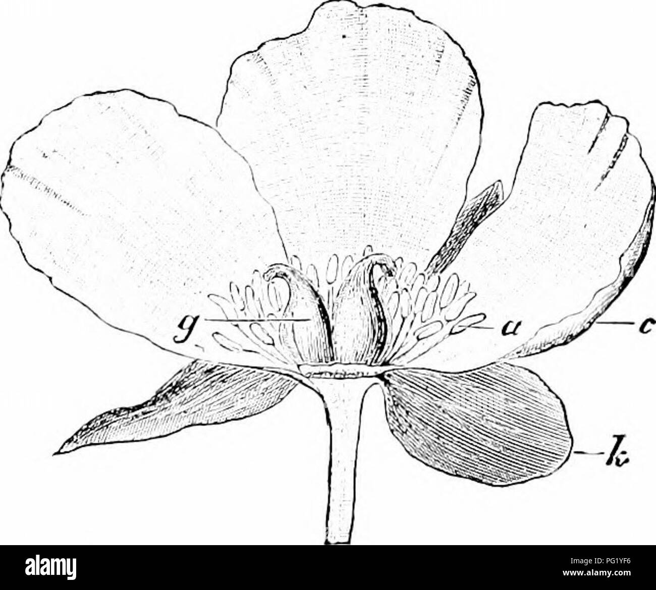 Illustrating different growth forms hi-res stock photography and images ...