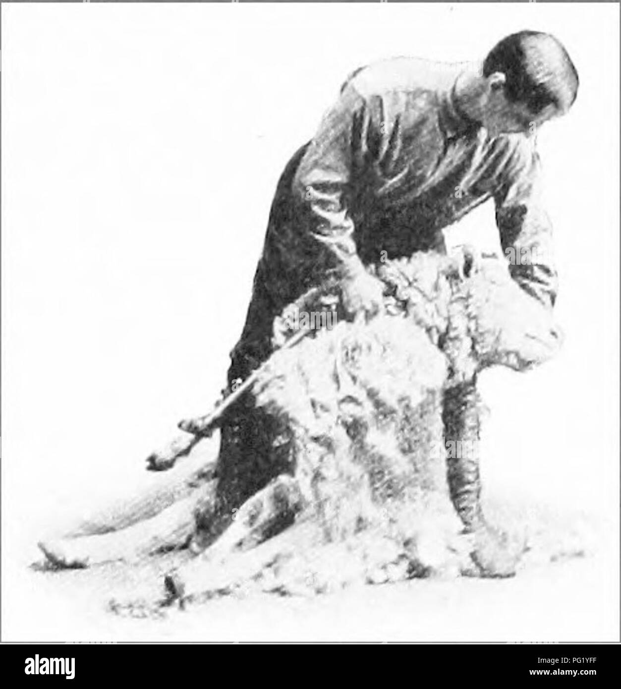 Sheep shears Black and White Stock Photos & Images - Alamy