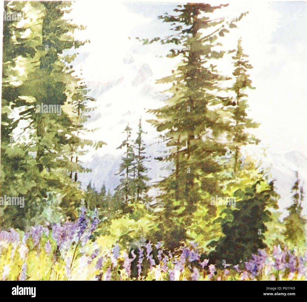 This botanical work focuses on the flora of Swiss woods and meadows ...