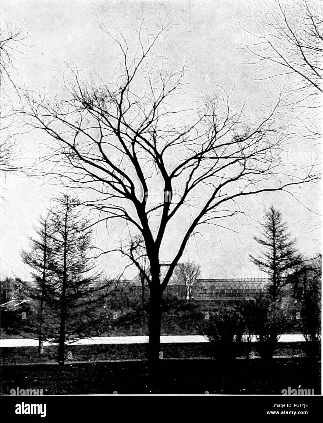 This image explores fundamental botanical concepts, highlighting trees ...