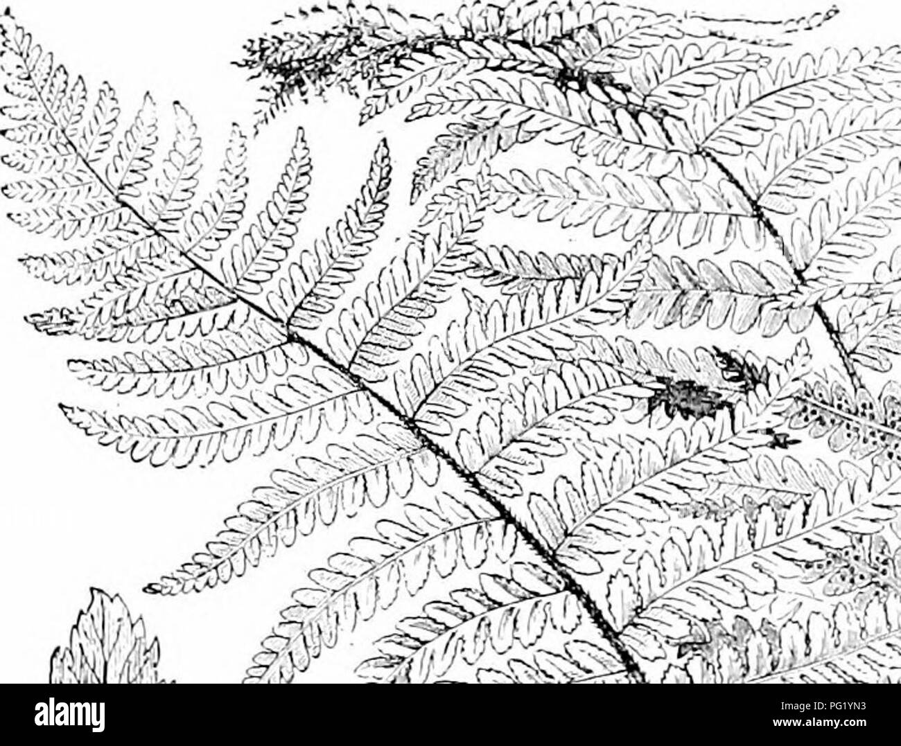 This work offers an introduction to botany, presenting key principles ...