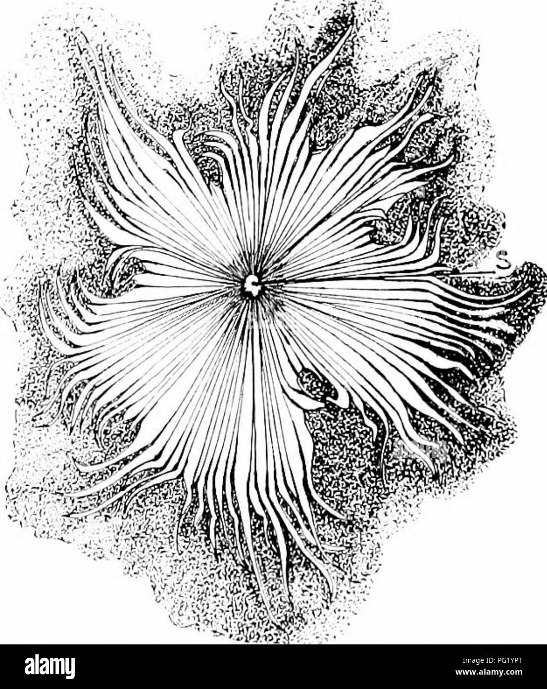 Anil plant hi-res stock photography and images - Alamy