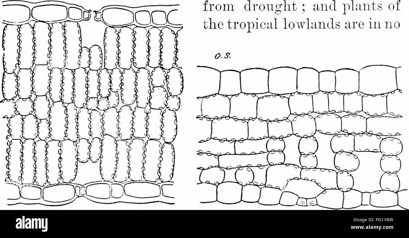 This illustration from an elementary botany book describes the ...