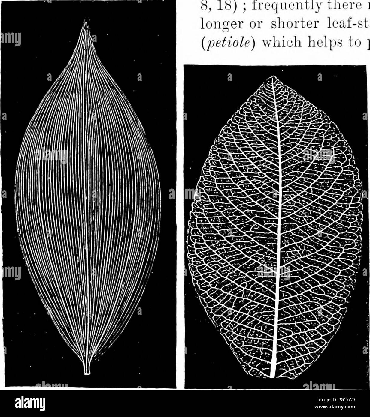 This introductory botany text examines the structure and function of ...