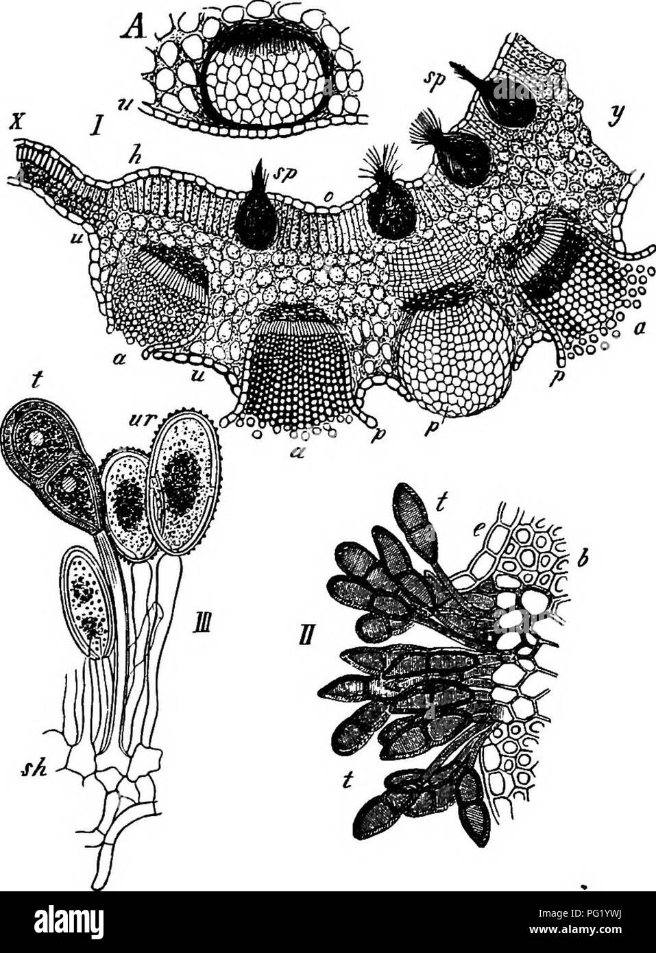 Ellipsoid spores hi-res stock photography and images - Alamy