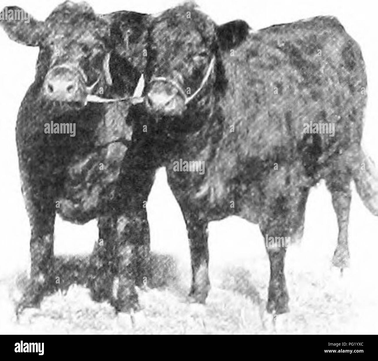 Pure bred beef cattle hi-res stock photography and images - Alamy