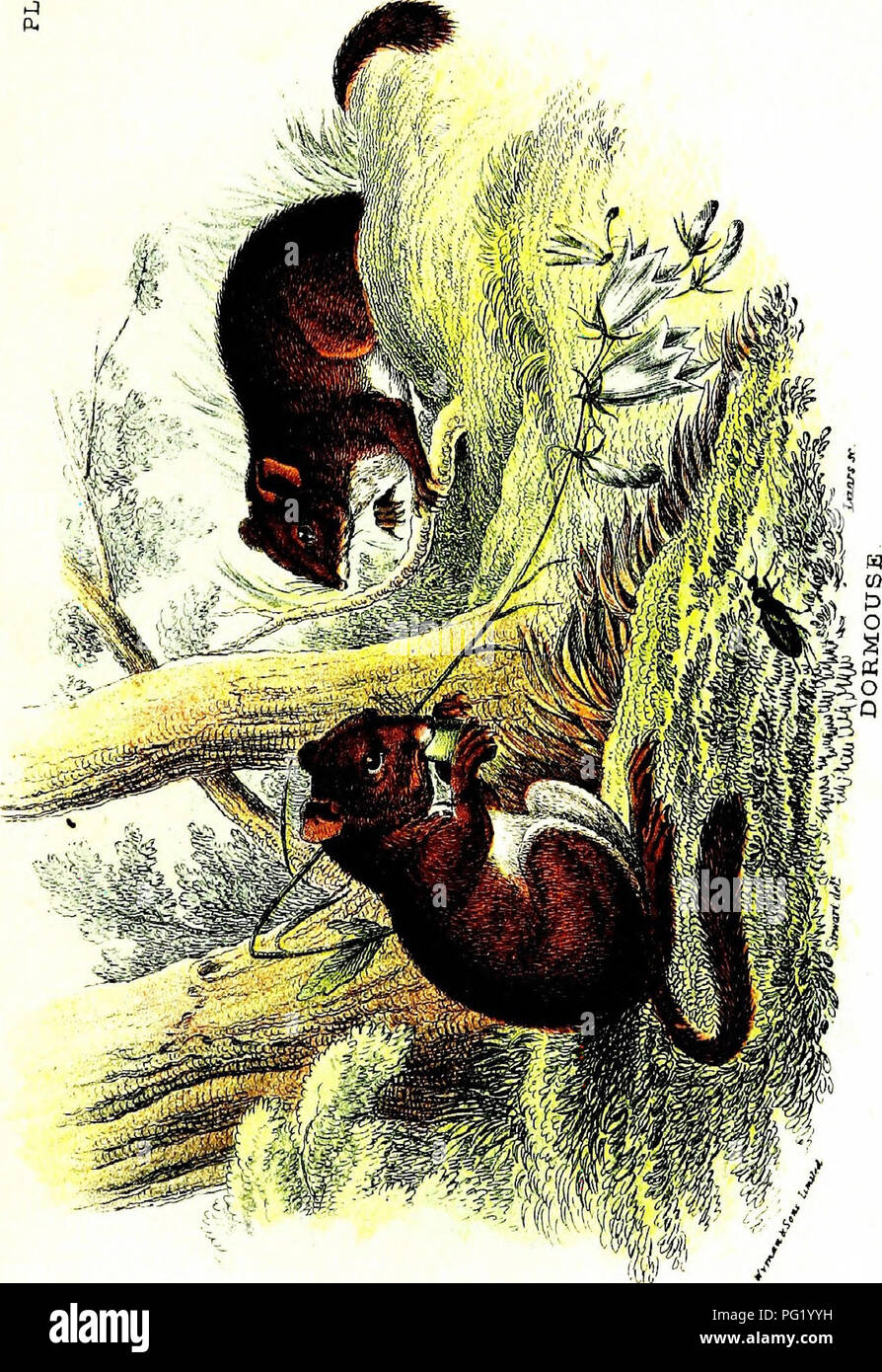 This handbook provides a comprehensive overview of British mammals ...