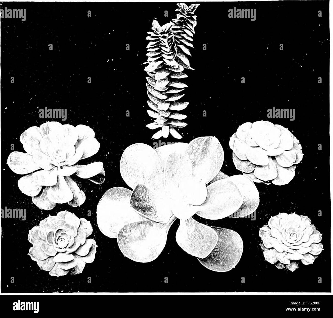 This introductory botany book from the early 1900s explains basic plant ...