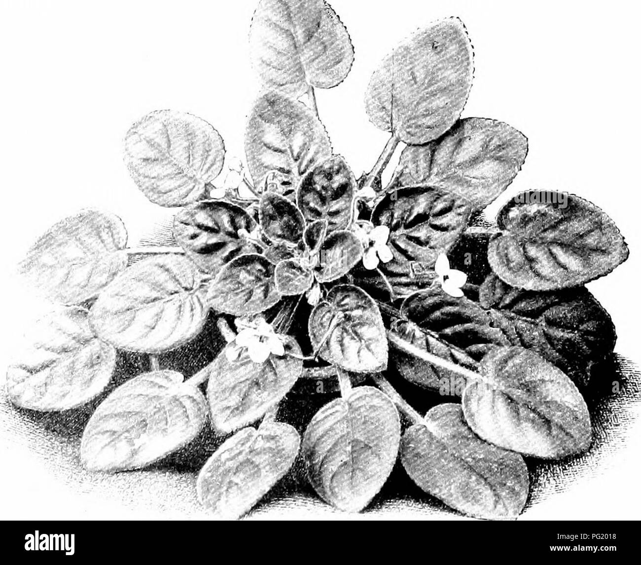 A basic introduction to botany, focusing on plant structure and growth ...