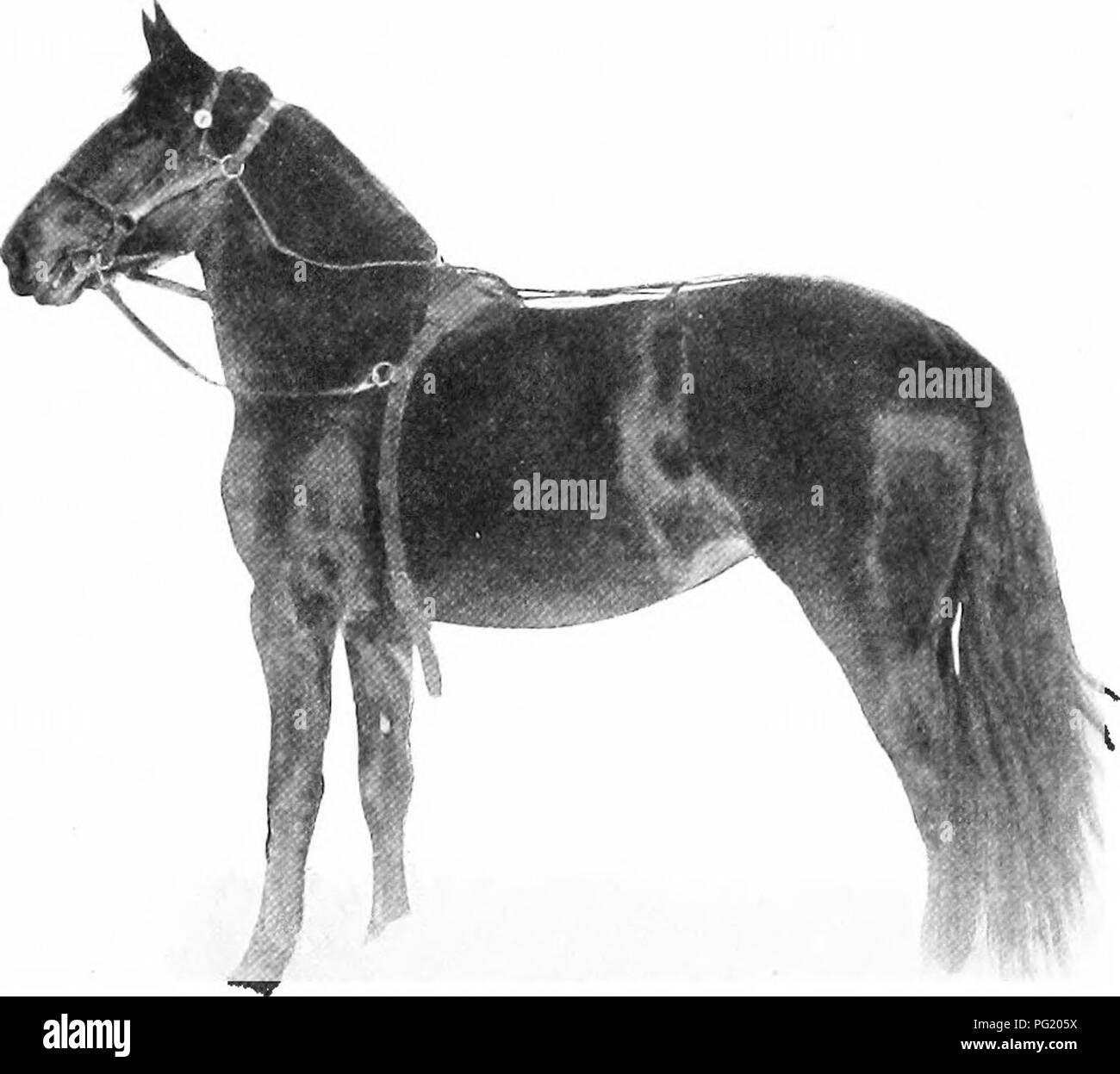Choosing a horse hi-res stock photography and images - Alamy