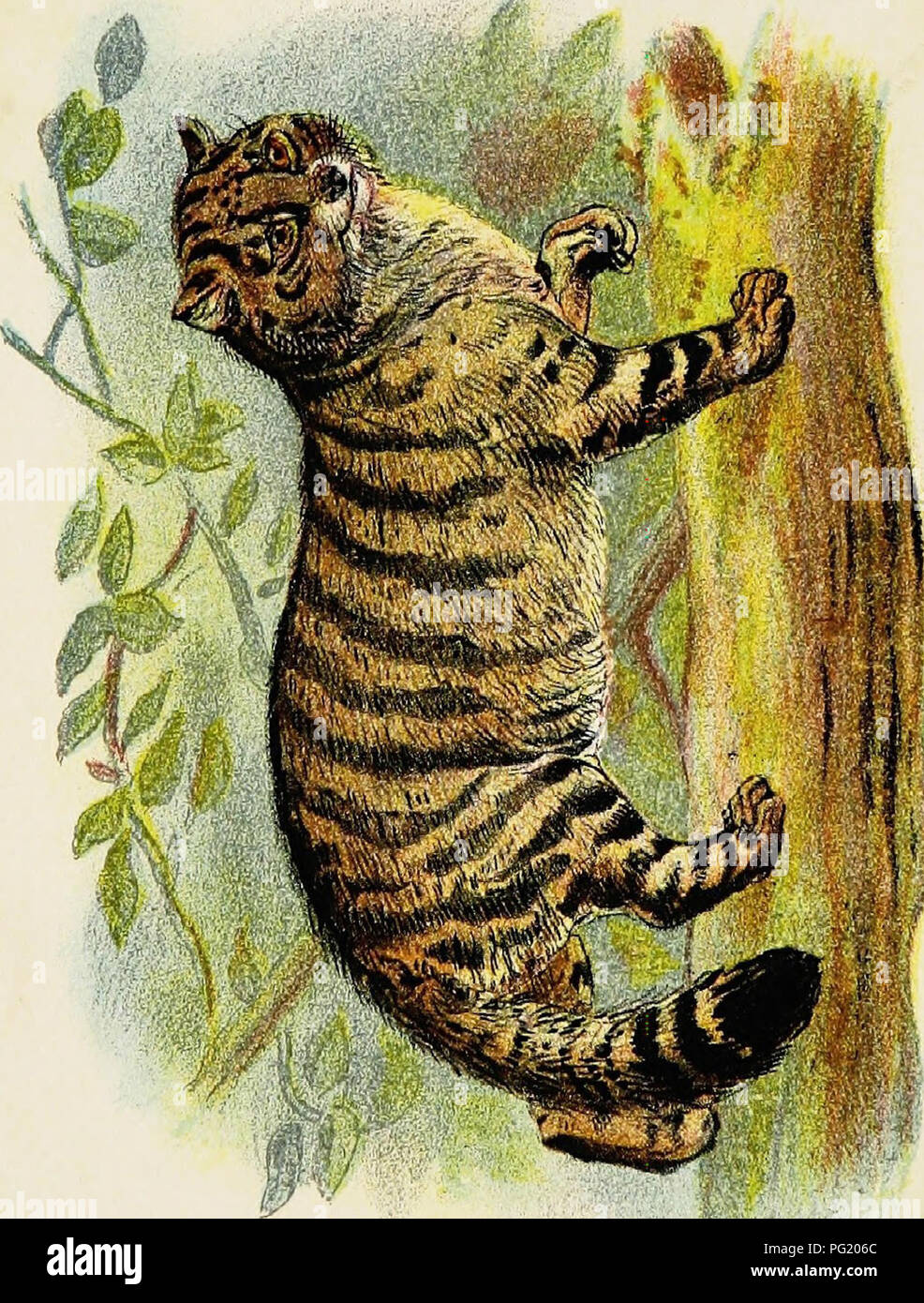 This handbook provides a comprehensive overview of British mammals ...