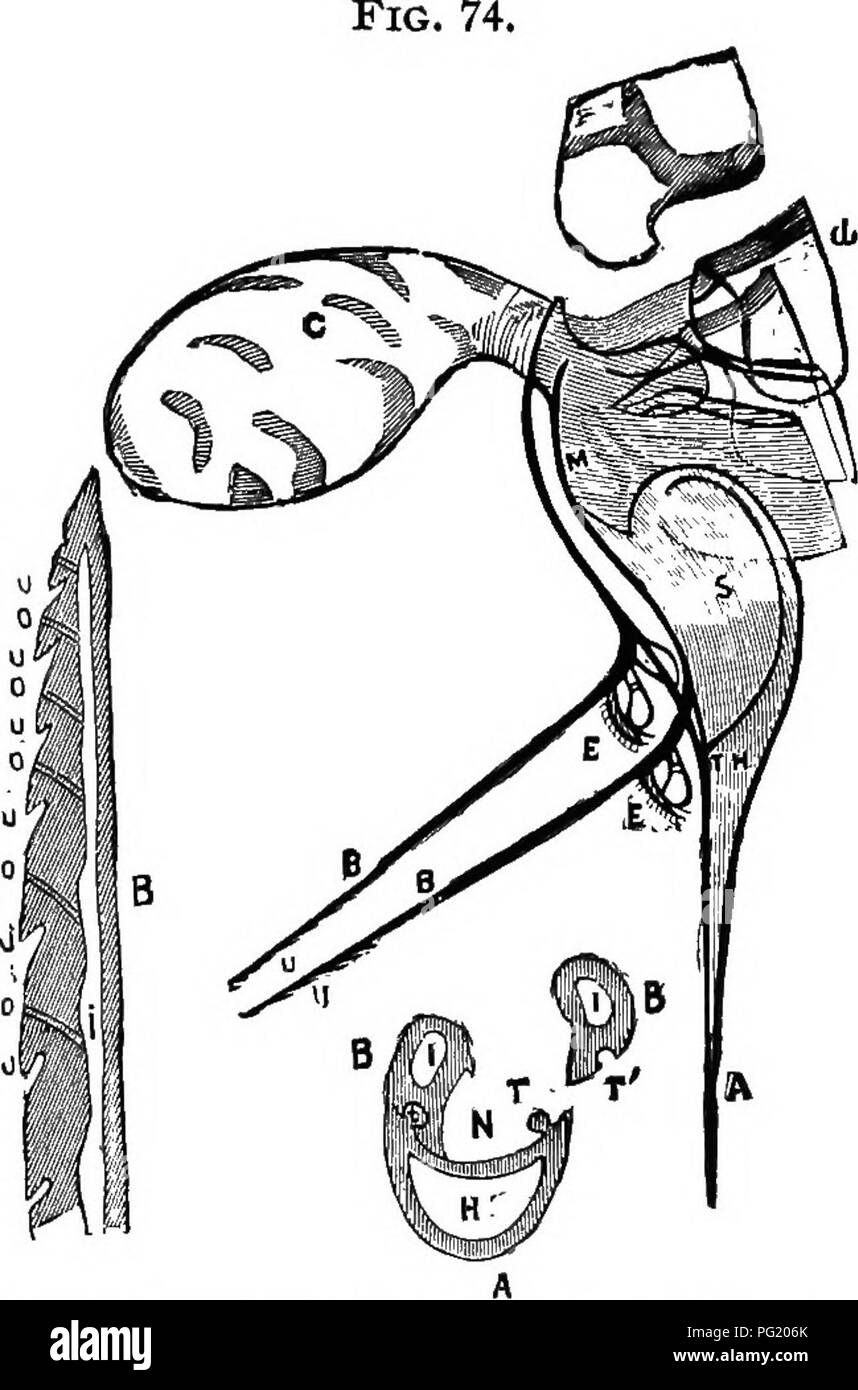 The 'Bee-Keeper's Guide' provides detailed information on the structure ...