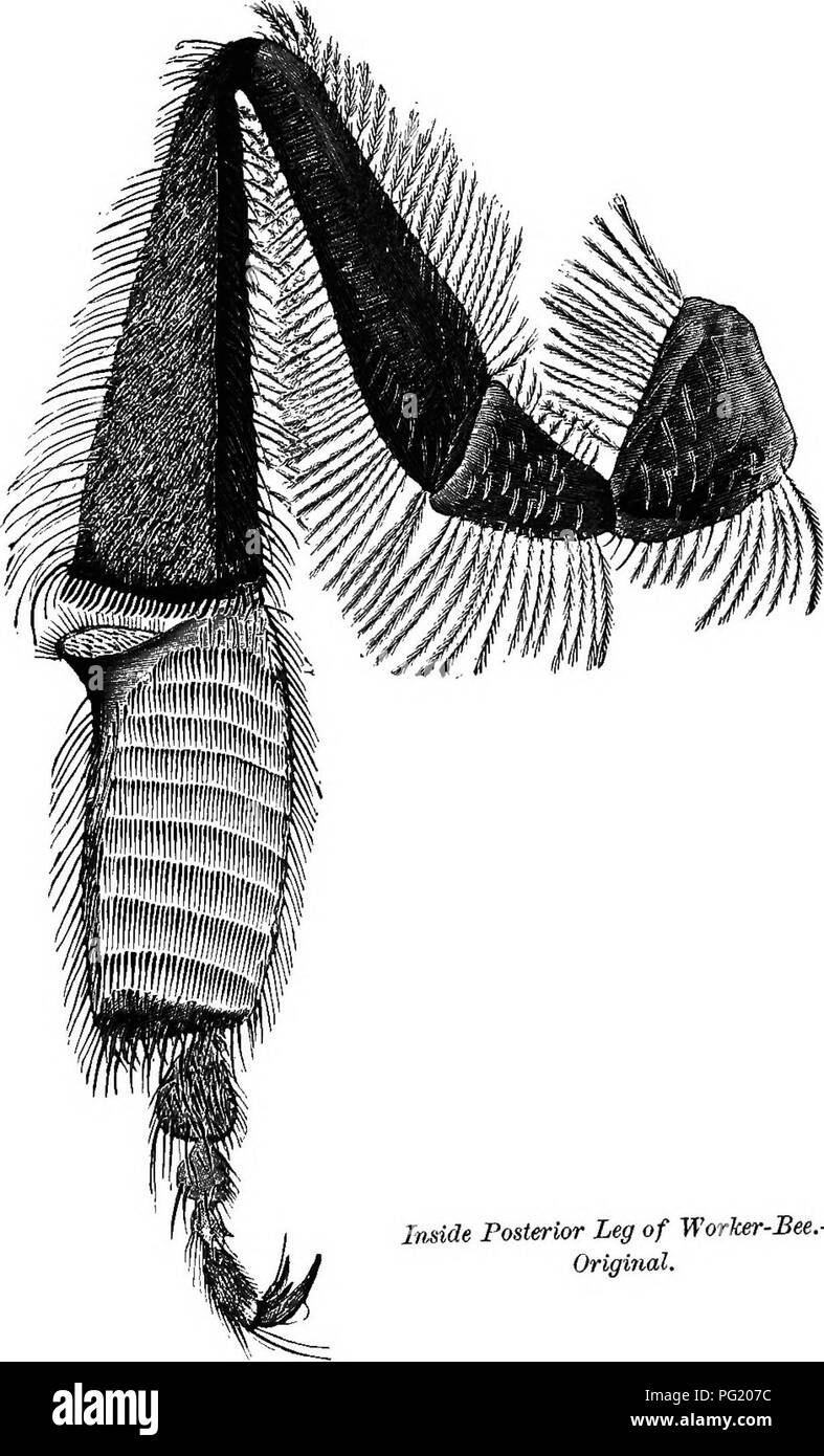 This guide offers essential information on beekeeping, including ...