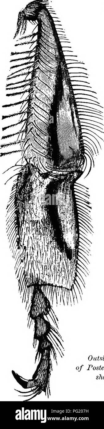 This guide by Albert John Cook provides instructions on beekeeping ...