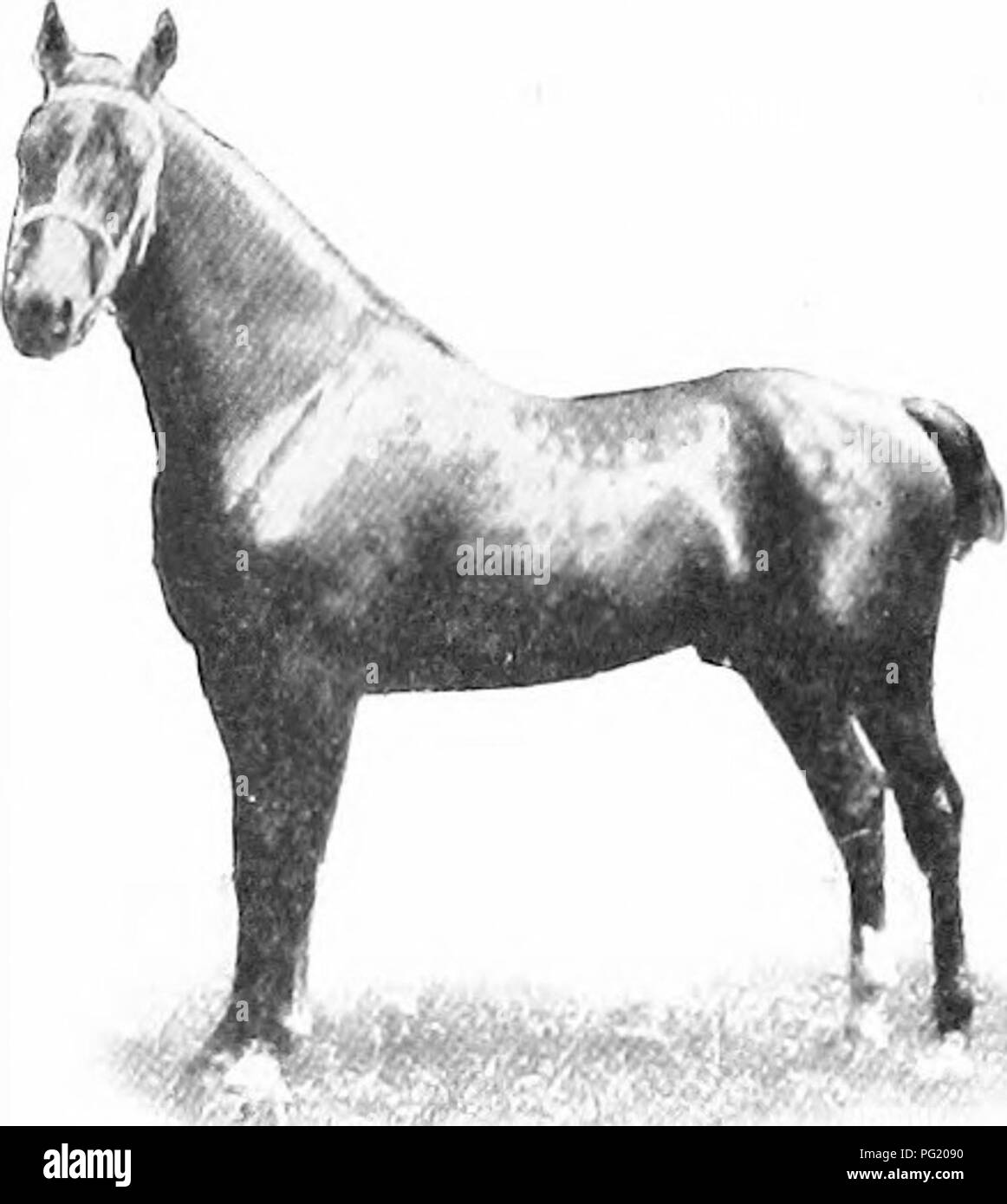 A practical guide to selecting, breeding, and maintaining farm animals ...