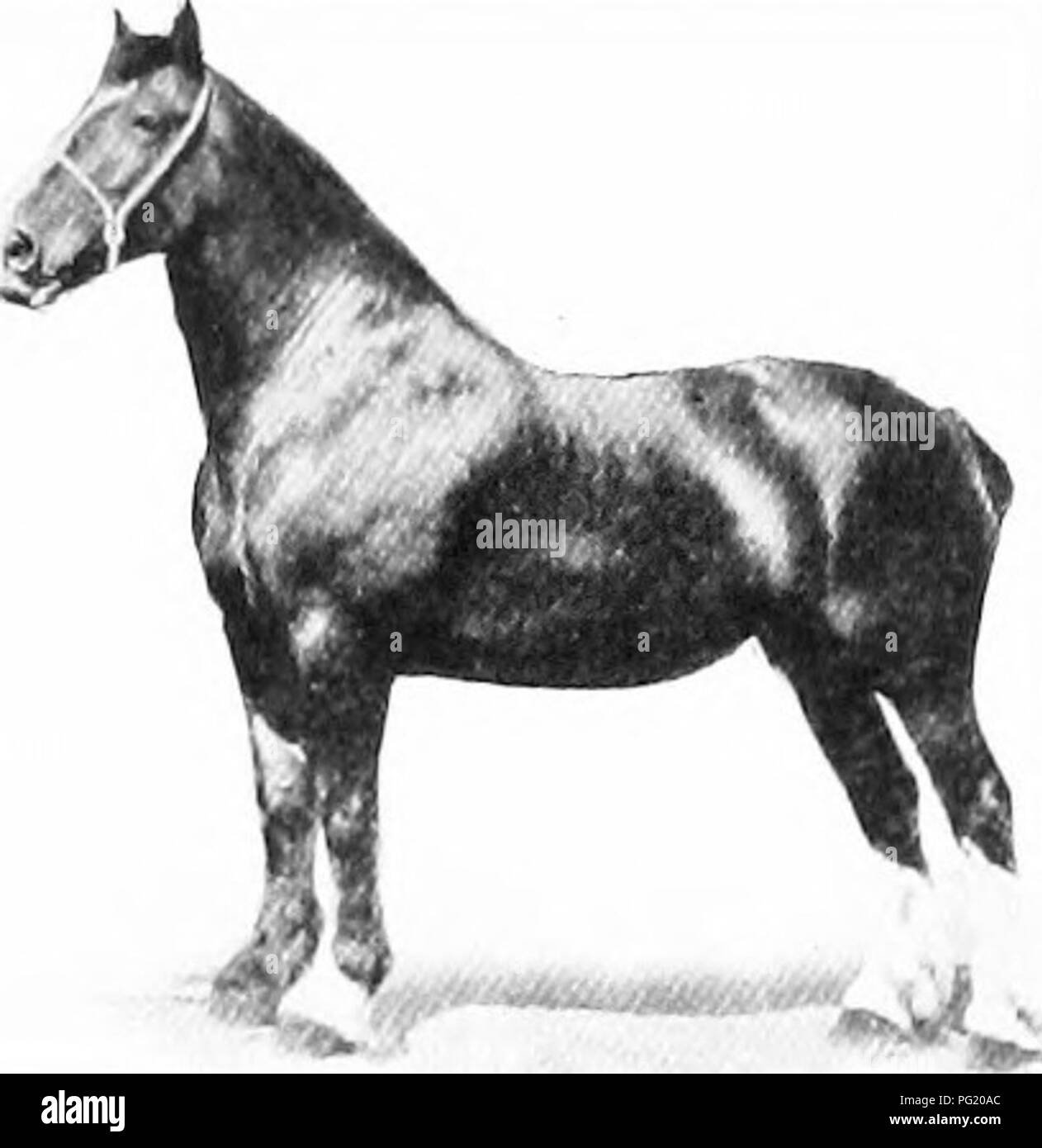 A practical manual on the selection, breeding, and care of common farm ...