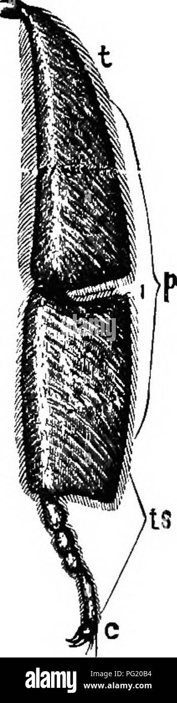 This manual offers an in-depth look at the practice of beekeeping, with ...