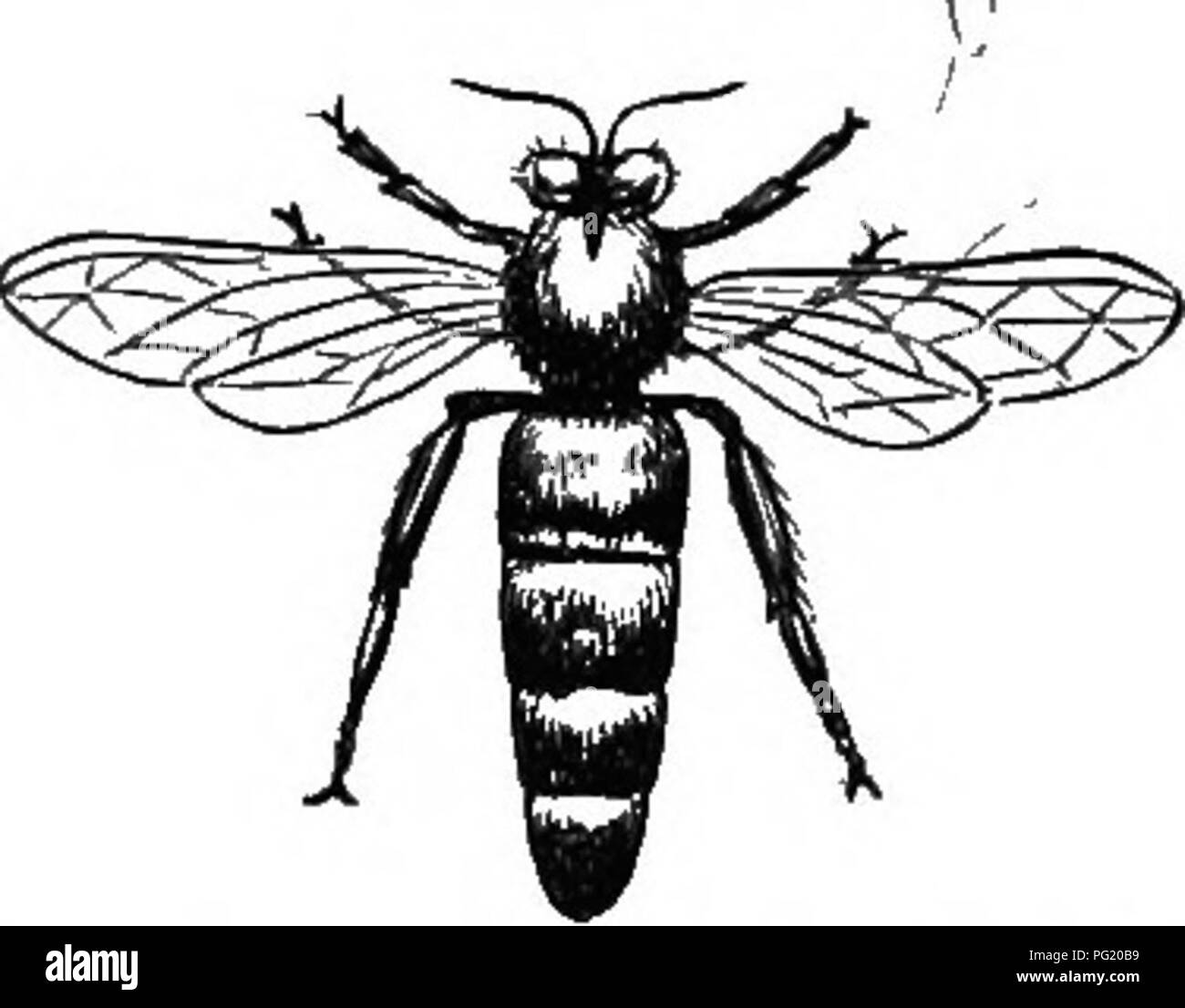 Hot weather insect Black and White Stock Photos & Images - Alamy