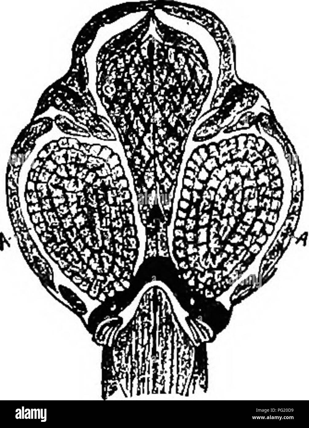 This section from 'The Bee-Keeper's Guide' discusses the anatomy of ...