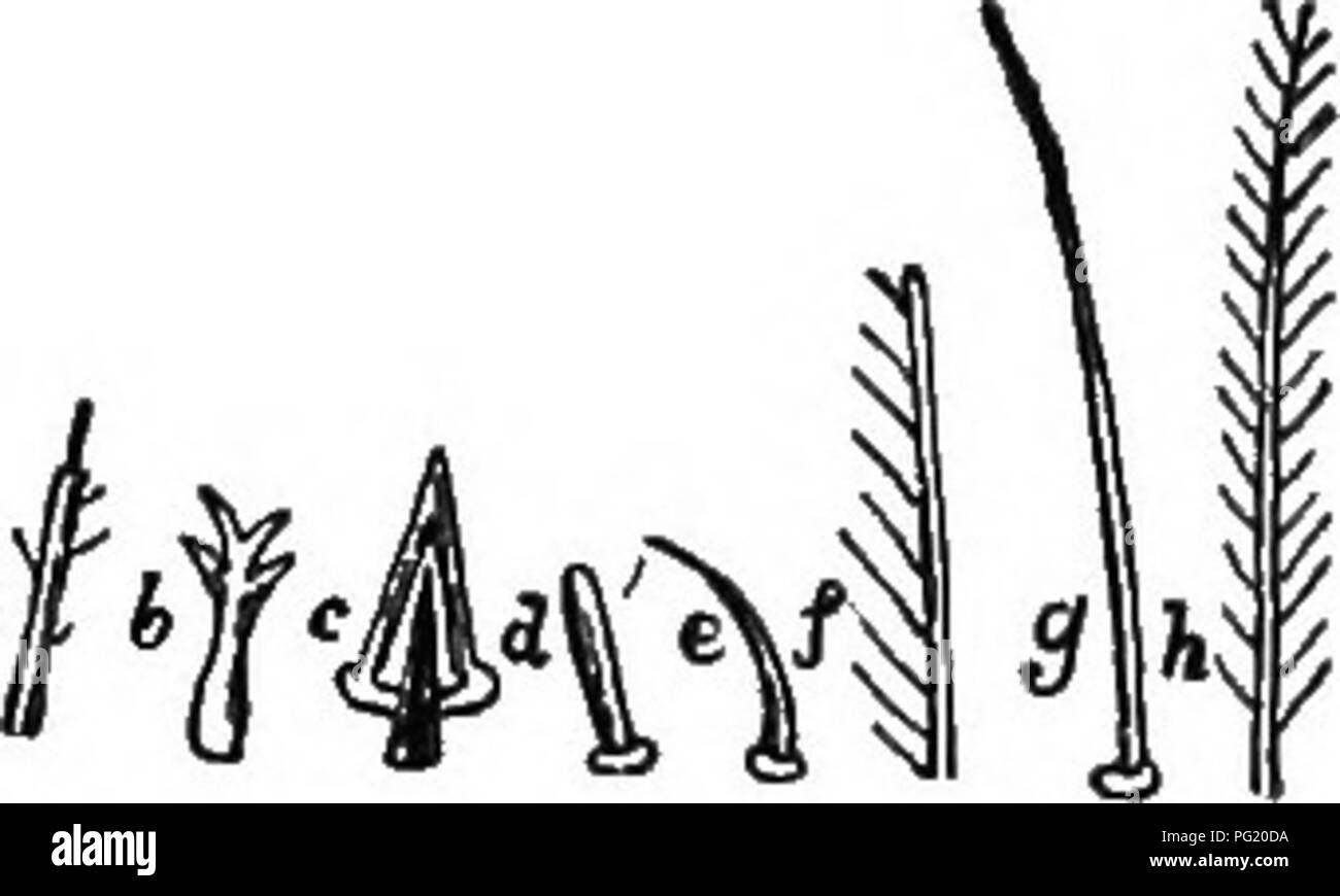 . The bee-keeper's guide; or, Manual of the apiary. Bees. OR, MANUAI ...