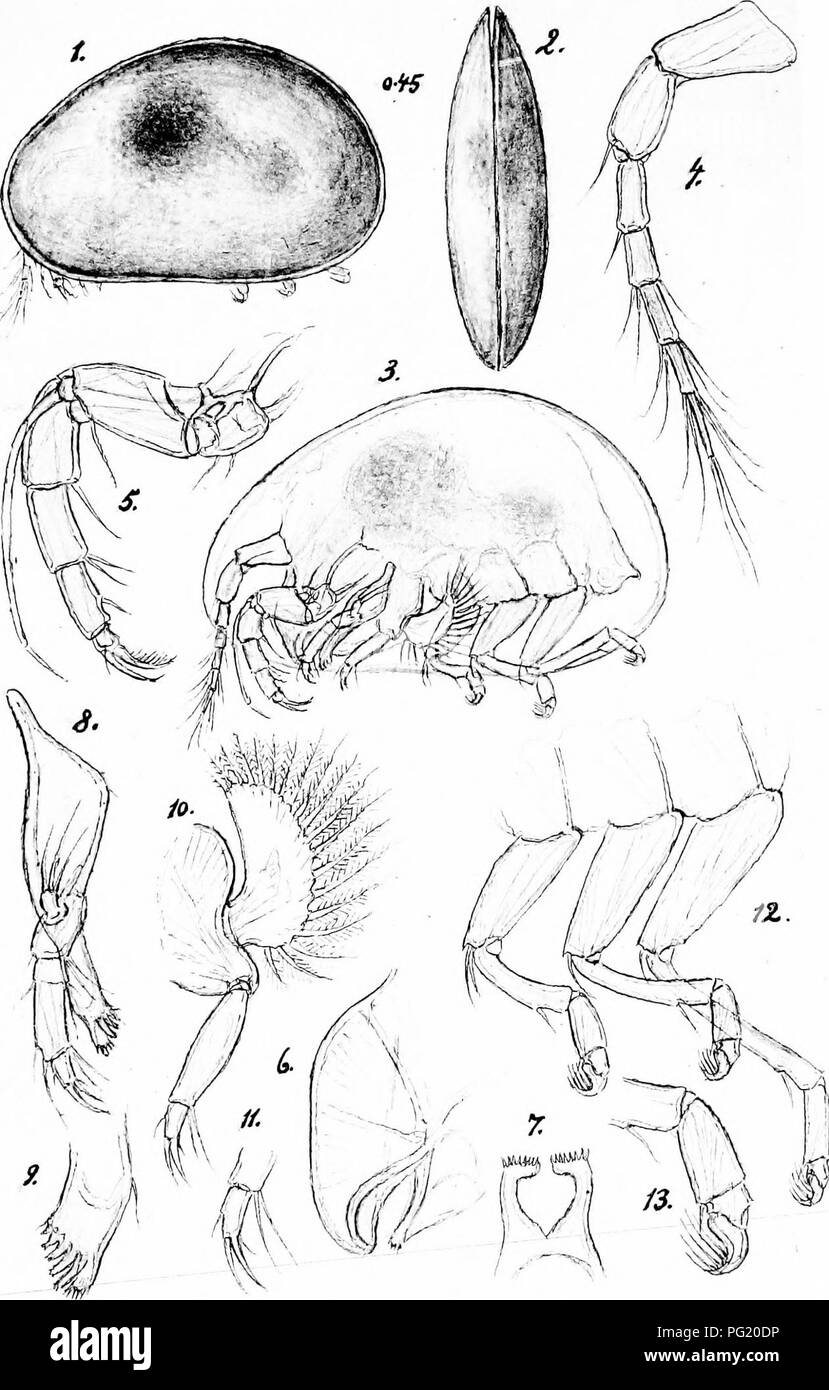 This report from the Canadian Arctic Expedition (1913-1918) details the ...