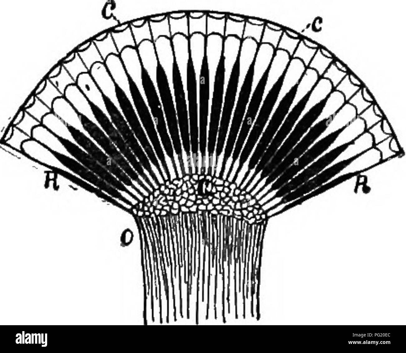 Bees in his bonnet Black and White Stock Photos & Images - Alamy